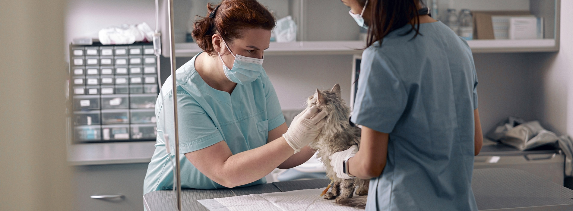 Animal Hospital San Andreas - Small, Affordable, And Emergency Animal ...